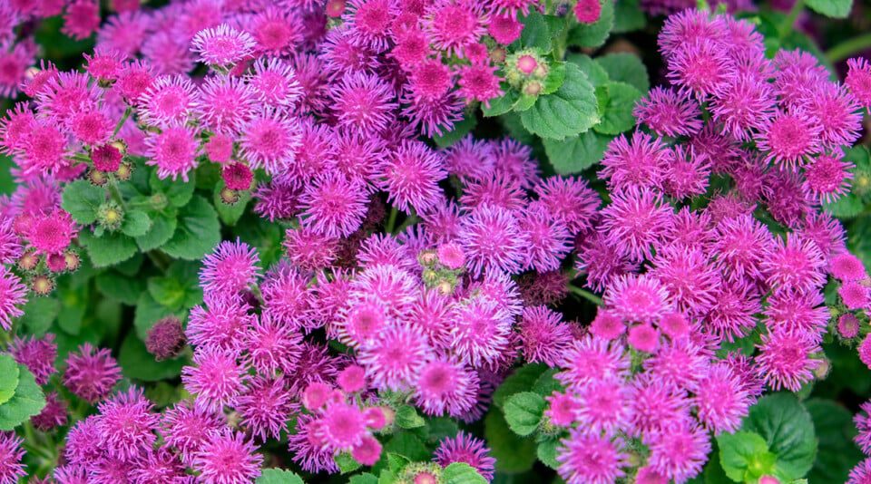 How to Plant, Grow, and Care for Floss Flower