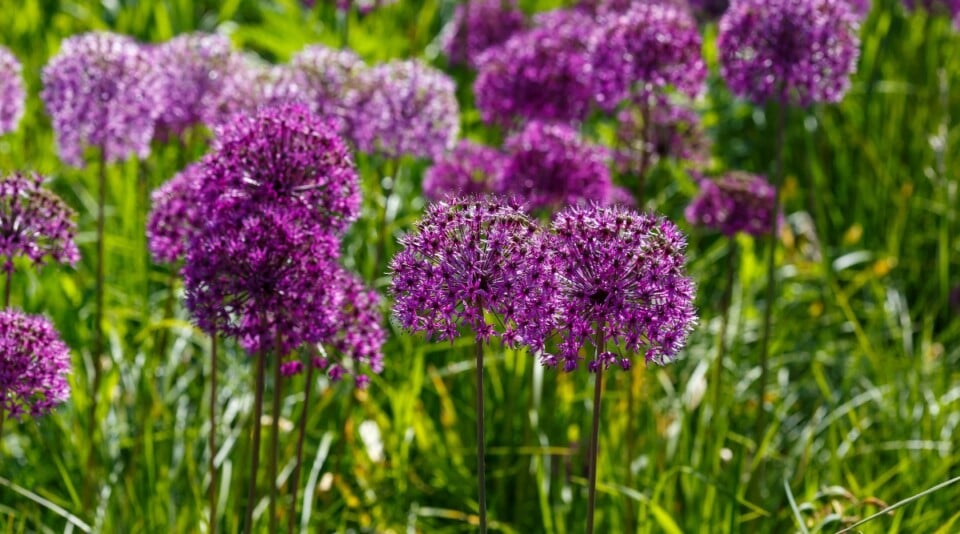 17 Naturalizing Fall Bulbs for Easy Perennial Color