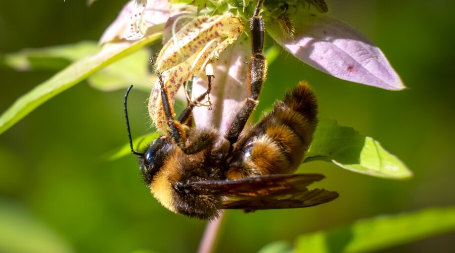 11 Types of Bees and How to Attract Them to Your Garden