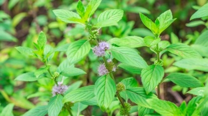 21 Native Herbs to Grow this Season