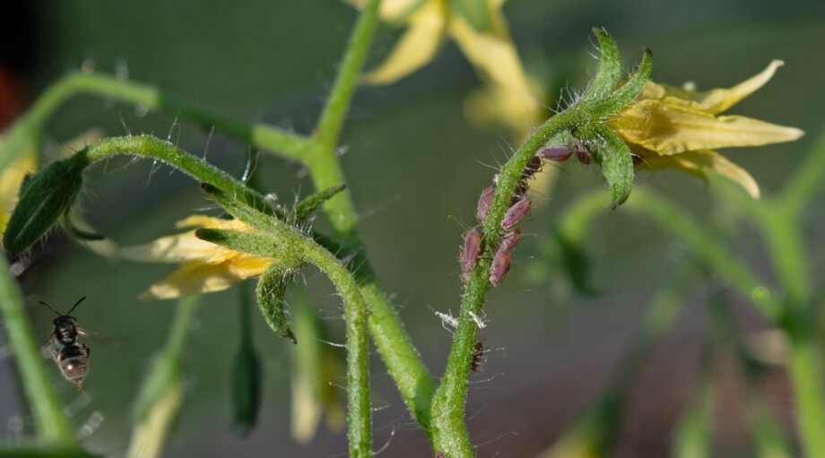 How to Plant, Grow, and Care for 'Black Krim' Tomatoes