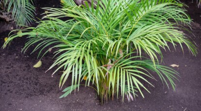 How to Plant, Grow, and Care for Areca Palms