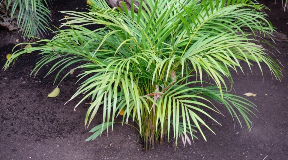 How to Plant, Grow, and Care for Areca Palms