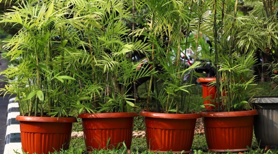 How to Plant, Grow, and Care for Areca Palms
