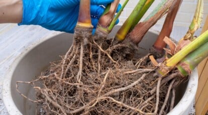 How to Plant, Grow, and Care for Areca Palms