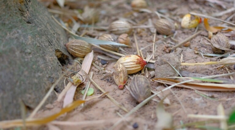 How to Plant, Grow, and Care for Areca Palms