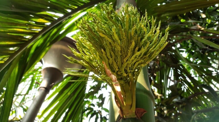 How to Plant, Grow, and Care for Areca Palms