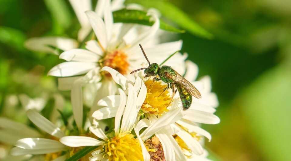 11 Types of Bees and How to Attract Them to Your Garden