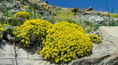 37 Hardy Perennials for Difficult Climates