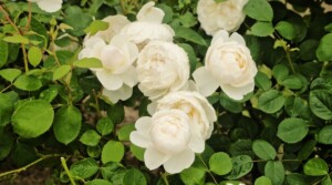 17 Roses That Thrive on Neglect