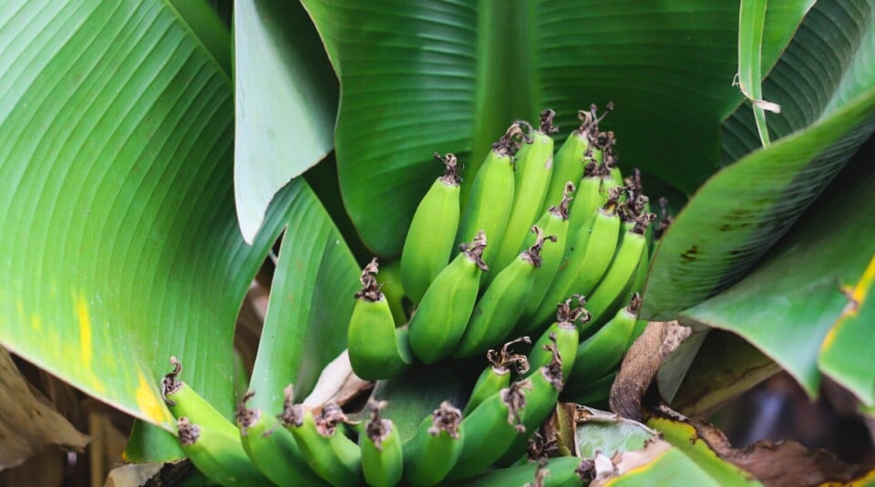 How to Plant, Grow, and Care for Banana Plants