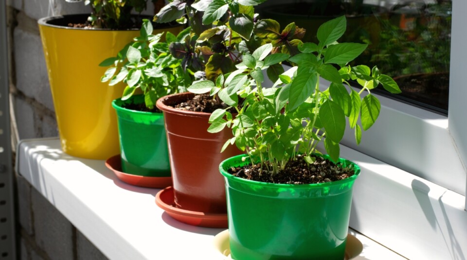 13 Easy Herbs to Grow in Containers