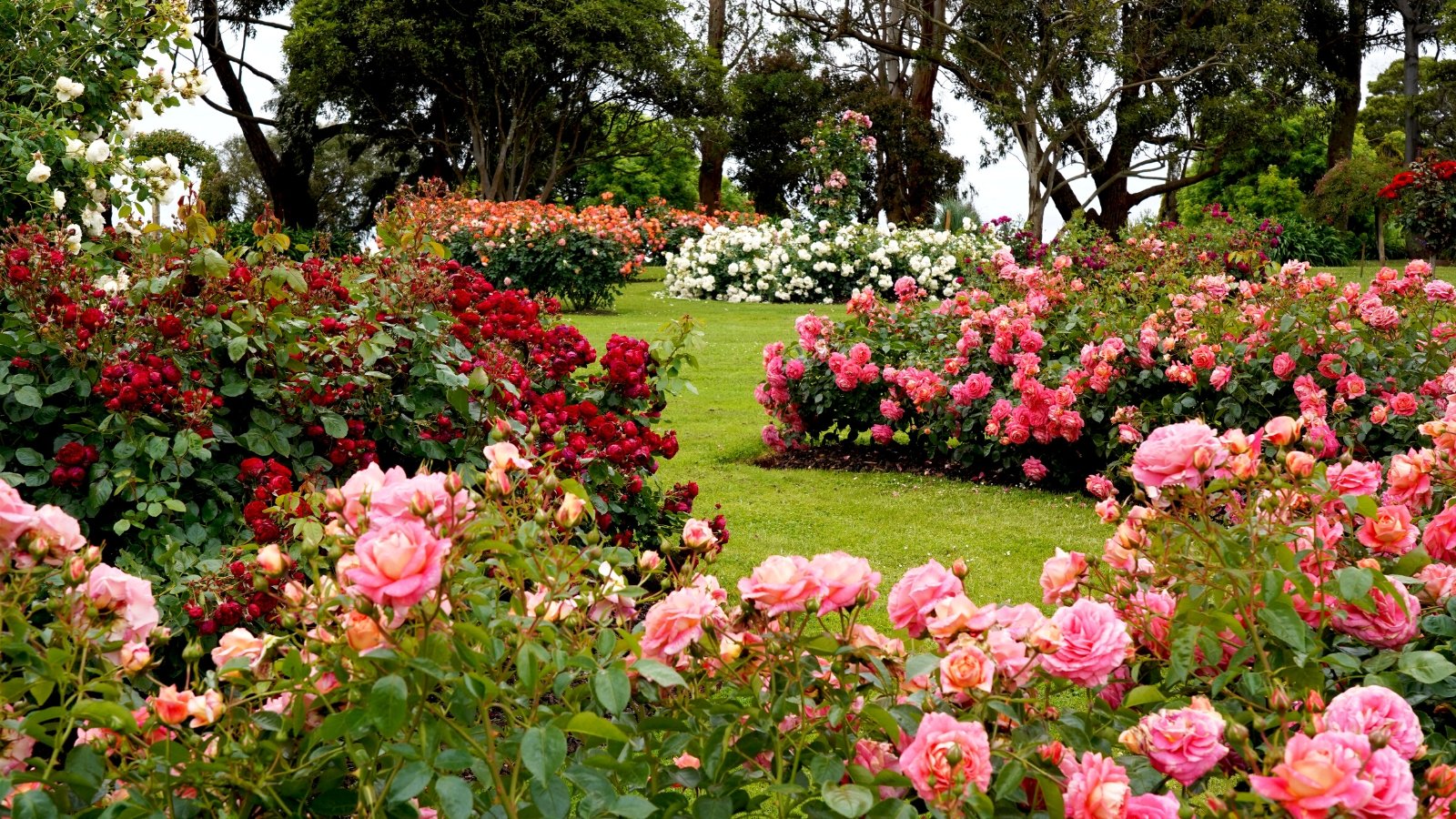 17 Roses That Thrive on Neglect