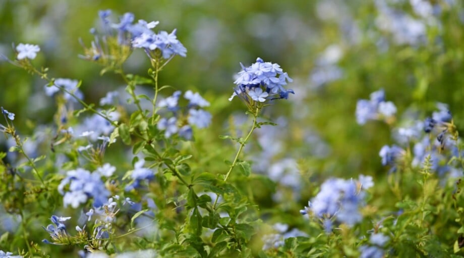 How to Plant, Grow and Care For Plumbago Flowers