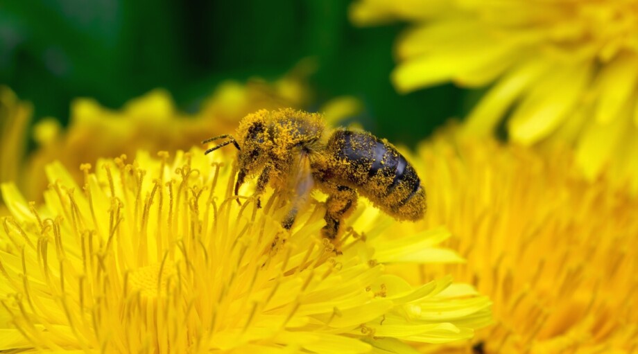 11 Types of Bees and How to Attract Them to Your Garden