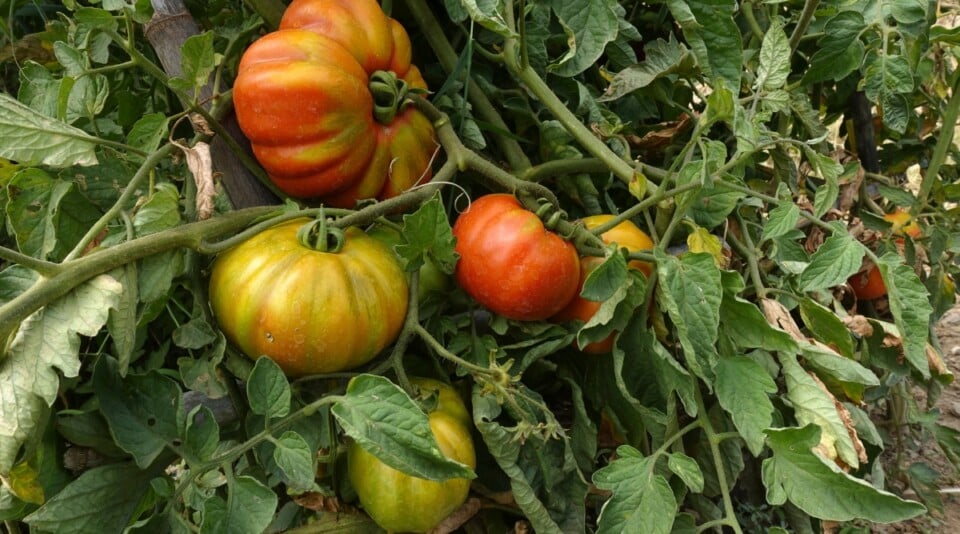 How to Plant, Grow, and Care for Beefsteak Tomatoes