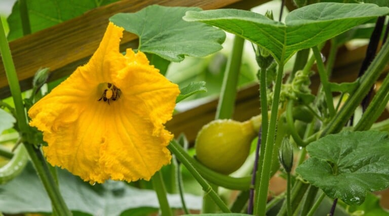 15 Tips for Growing Epic Giant Pumpkins