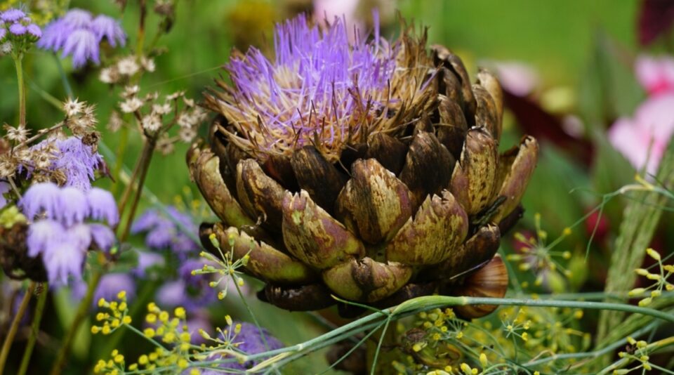 15 Companion Plants to Grow with Artichokes