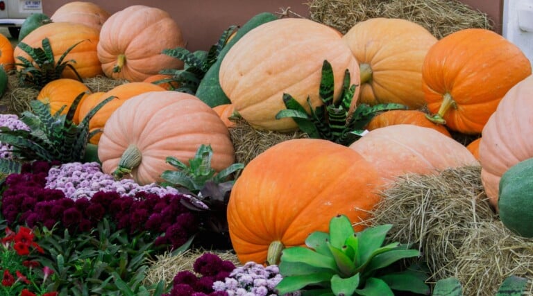 15 Tips for Growing Epic Giant Pumpkins