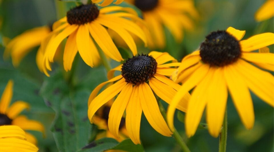 37 Hardy Perennials for Difficult Climates