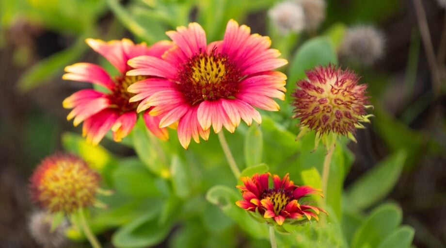 37 Hardy Perennials for Difficult Climates