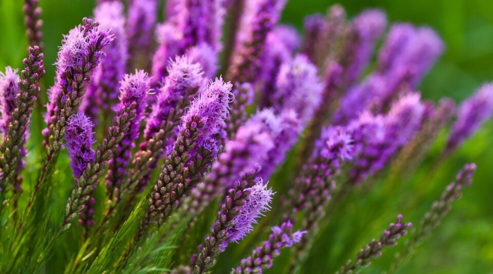 37 Hardy Perennials for Difficult Climates