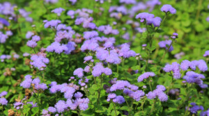 How to Plant, Grow, and Care for Floss Flower