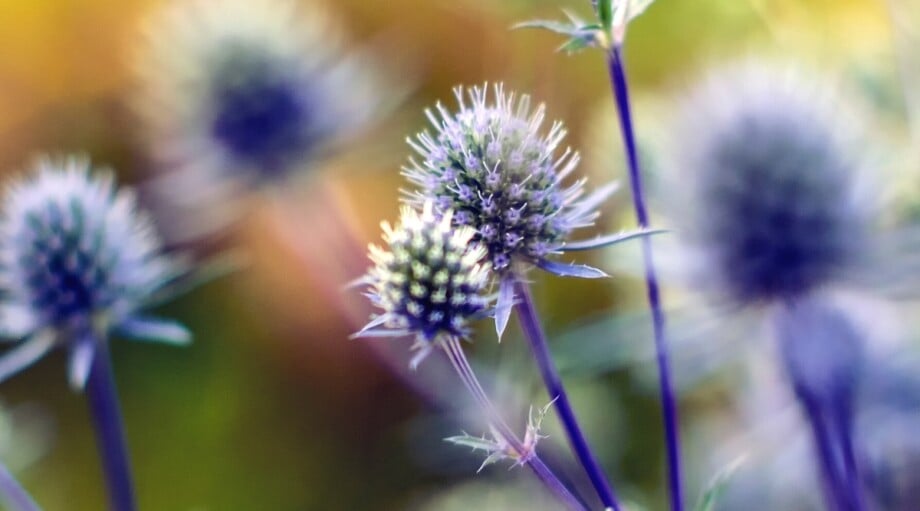 How to Plant, Grow and Care For Sea Holly