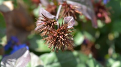 How to Plant, Grow and Care For Plumbago Flowers