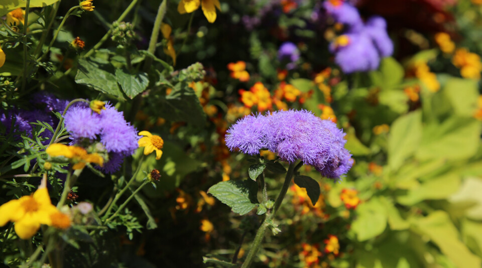 How to Plant, Grow, and Care for Floss Flower