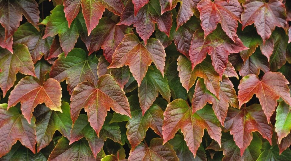 Myth or Truth: Will Ivy Destroy the Exterior of Your Home?