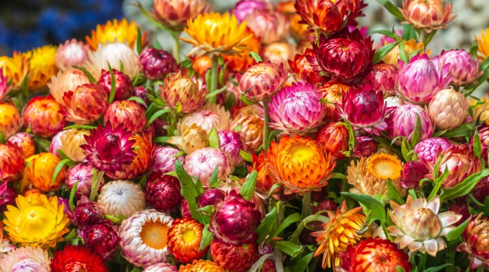 How to Plant, Grow, and Care for Strawflowers