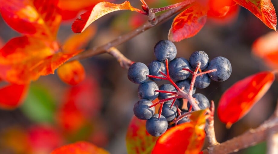 How to Plant, Grow, and Care for Chokeberry