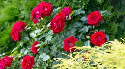17 Roses That Thrive on Neglect