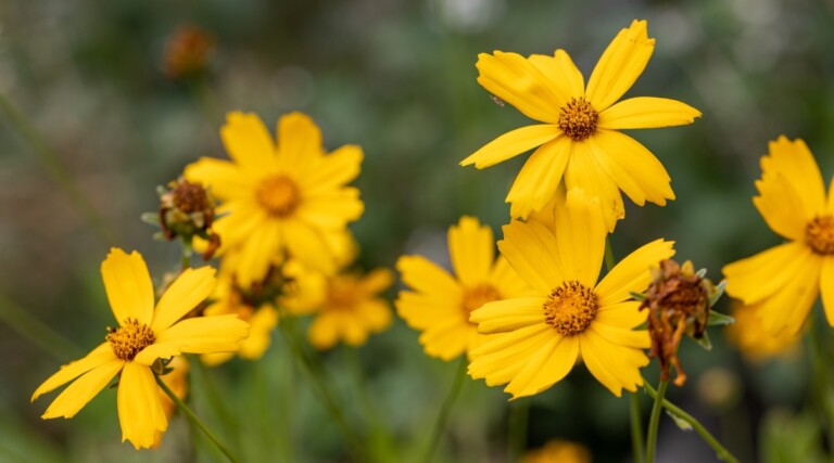 11 Native Perennials to Direct Sow this Fall
