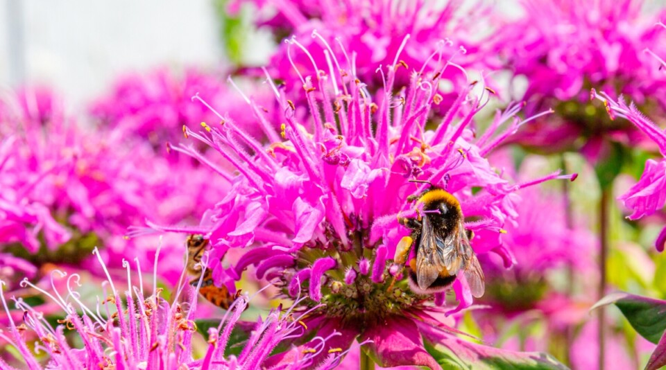 How to Plant, Grow and Care For Wild Bergamot