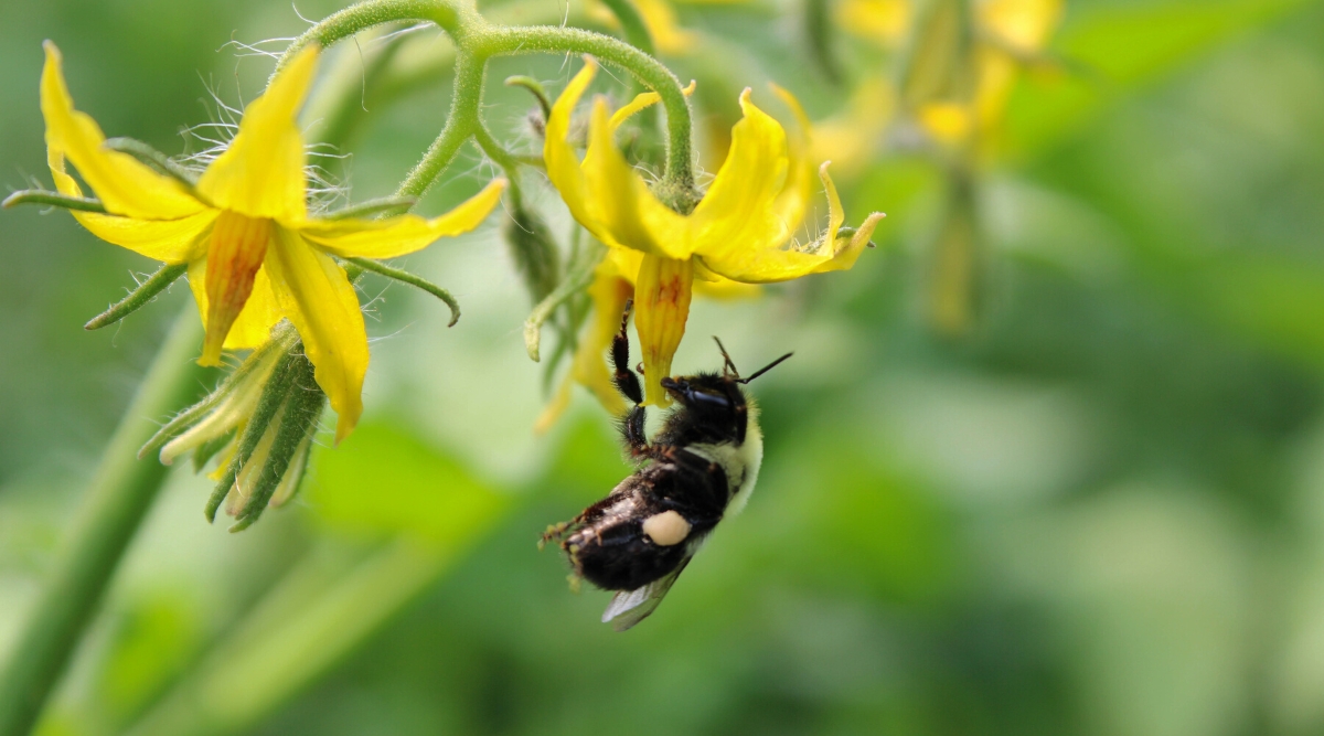 How To Hand Pollinate Tomatoes In Your Garden How To Hand Pollinate Tomatoes In Your Garden