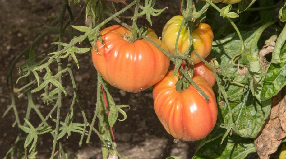 How to Plant, Grow, and Care for Beefsteak Tomatoes