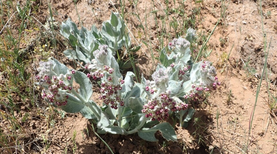 21 Species of Native Milkweed for Attracting Butterflies