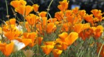 21 Native Herbs to Grow this Season