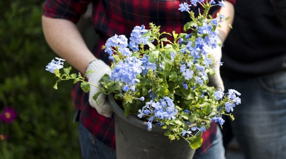 How to Plant, Grow and Care For Plumbago Flowers