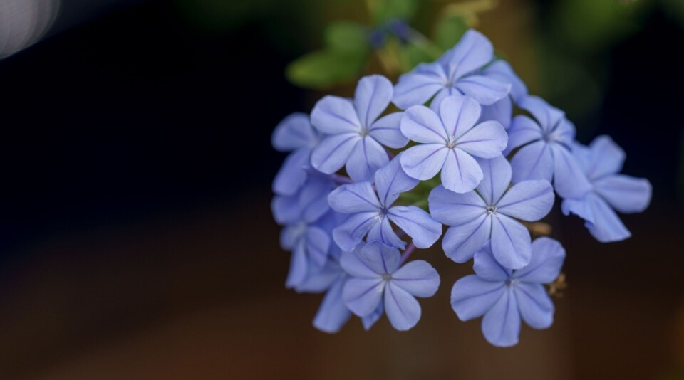 How to Plant, Grow and Care For Plumbago Flowers