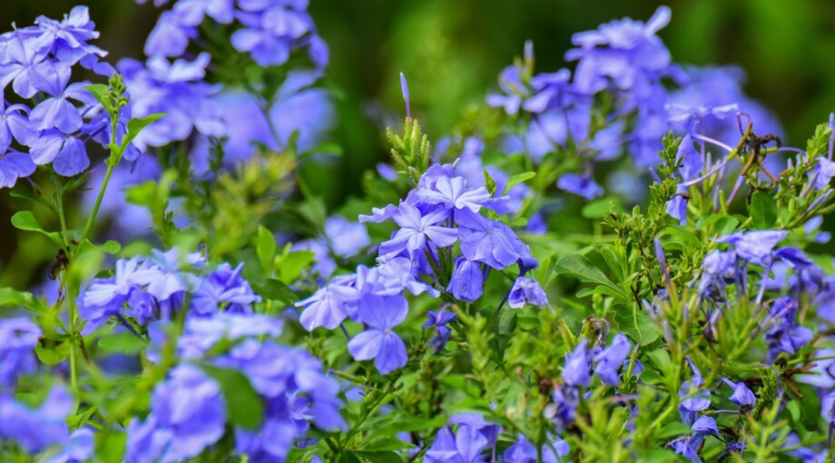How to Plant, Grow and Care For Plumbago Flowers