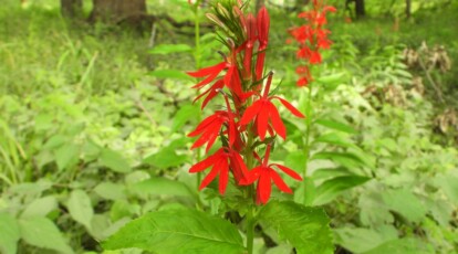 11 Aquatic Plants for Your Garden Pond