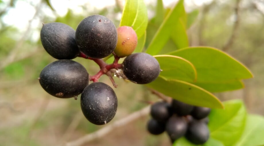 14 Beautiful Shrubs for Your Edible Garden