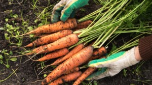 17 Vegetables to Plant Right Now for a Fall Harvest