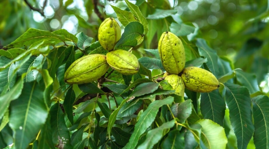 What Trees Work Best in a Permaculture Garden?