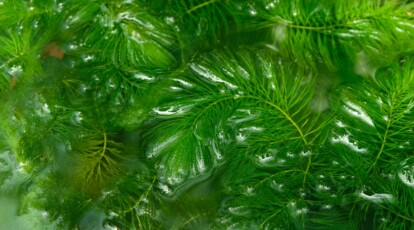 11 Aquatic Plants for Your Garden Pond