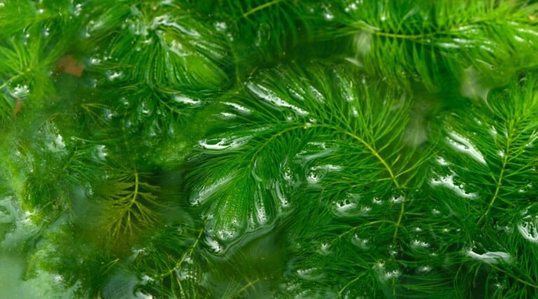 11 Aquatic Plants for Your Garden Pond