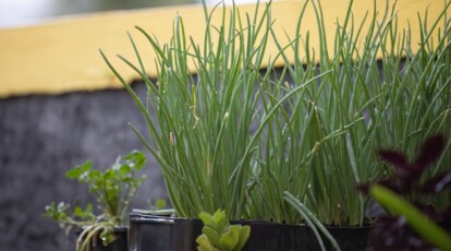 13 Easy Herbs to Grow in Containers